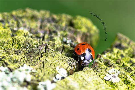 Insectosaurus Microseism By Stephen Shaw 500px