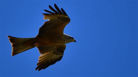 Milvus Migrans Bio Scè