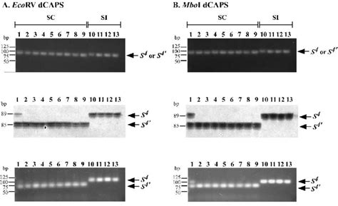 Pcr Fragments Generated By Nested Pcr With The Primer Sets Ecorv Dcaps