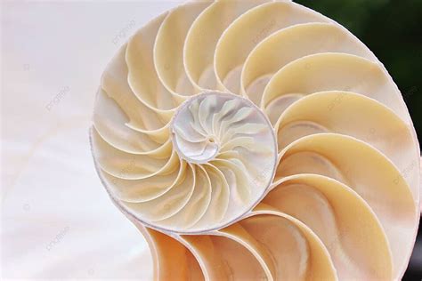 Nautilus Shell Cross Section Structure Detail Snails Photo Background And Picture For Free