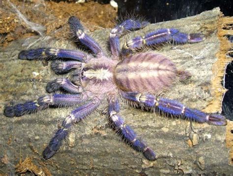 Peacock Tarantula Endangered Animals Rare Animals Animals