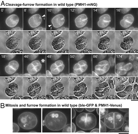Cleavage Furrow Formation Without F Actin In Chlamydomonas Pnas