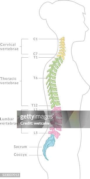 Female Anatomy Diagrams Photos And Premium High Res Pictures Getty Images