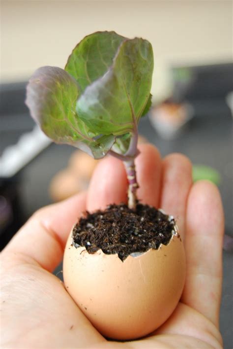 Eggshell Seedlings Seed Starters Organic Gardening Tips Organic