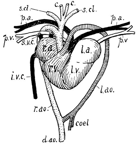 Turtle Heart Anatomy