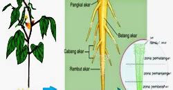 Pengertian Sifat Dan Fungsi Akar Bagian Serta Jenis Akar