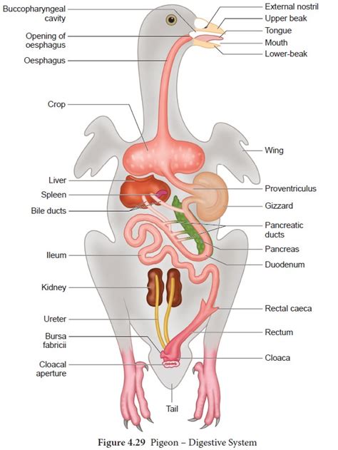 Anatomy Of Pigeon Endoskeleton Digestive Respiratory Circulatory
