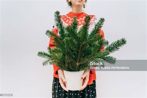 밝은 배경에 크리스마스에 그녀의 손에 전나무 가지와 빨간 스웨터를 입은 현대 여성 새해의 최소 컨셉 35 39세에 대한 스톡 사진 및 기타 이미지 Istock