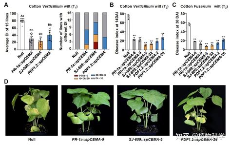 Plant Com 西南大学裴炎团队开发水杨酸与茉莉酸双响应启动子以提升植物广谱抗病性 知乎