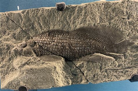 Jaw Power Ancient Lungfish Reveal The Feeding Strategies Of Earths