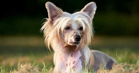 Crestado Chino Todo Lo Que Debes Saber Sobre Esta Original Raza De Perros Sin Pelo