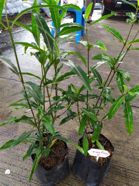 ต้นพันธุ์ เสลดพังพอน ตัวผู้ พืชสมุนไพรที่มีประโยชน์และสรรพคุณทางยาอย่างมากมาย พร้อมปลูก ถุงดำละ