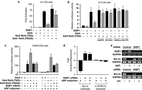 Snip1 Is Required For Arf Mediated Regulation Of The Rela Nf Kb