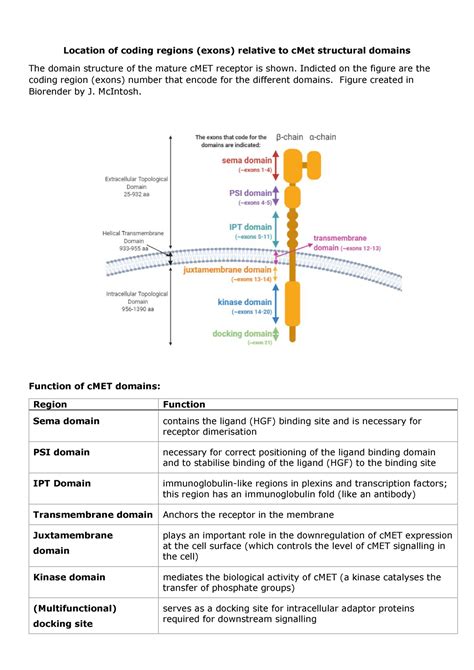 Location Of Coding Regions Relative To C Met Structure Location Of Coding Regions Exons