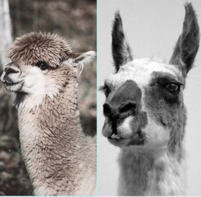 Whats The Difference Between Llamas And Alpacas