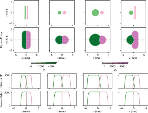 Quantifying Tissue Growth Shape And Collision In Epithelial Monolayers Siam