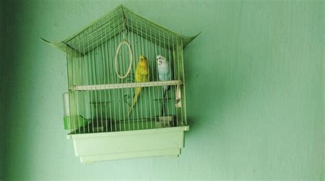 Premium Photo Close Up Of Birds In Cage Against Wall