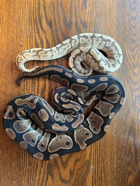 Normal Ball Python Traits Morphpedia Normal Ball Python Traits Morphpedia