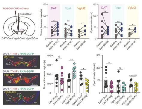 If 13 44【客户文章】mol Psychiatry：复旦大学肖雷团队揭示vta D1神经元对焦虑样行为的调控作用和环路机制 知乎