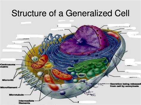 Cell Labeling Diagram Quizlet