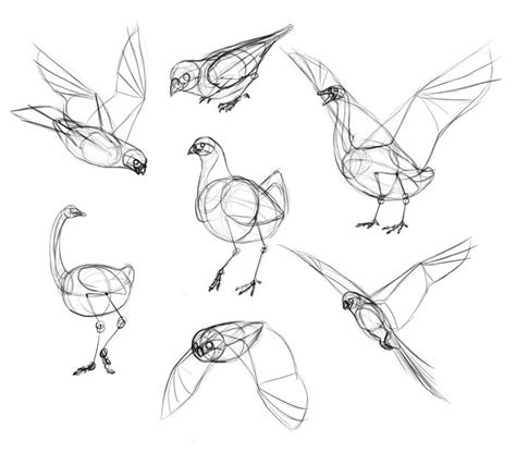 How To Draw Birds Step By Step Instructions With Anatomical Details Bird Drawings Drawings