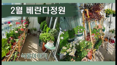 2월 베란다정원 식물이야기 ㅣ 꽃과 식물 소개 ㅣ플랜테리어식물 ㅣ 제라늄 사랑초 율마 장미허브 로즈마리 등 ㅣthe Veranda Garden