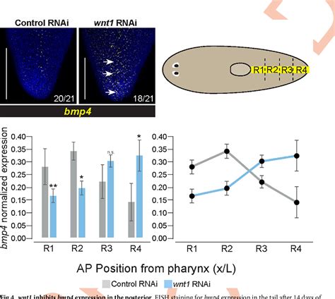 Figure 4 From Bmp Suppresses Wnt To Integrate Patterning Of Orthogonal