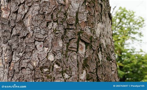 Trunk Of A Deciduous Tree In A Wild Forest Closeup With Weathered Cracked Bark Stock Video