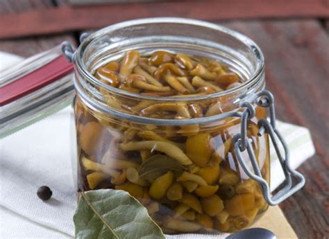 Маринованные опята рецепты приготовления самых вкусных опят в банках на зиму