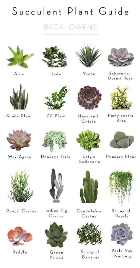 Types Of Succulents Indoor Types Of Succulent Plant