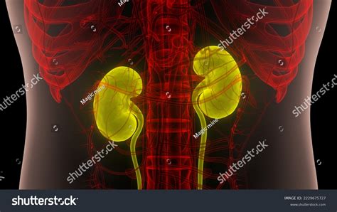 인간의 요로시스템 신장 해부학 3d 스톡 일러스트 2229675727 Shutterstock