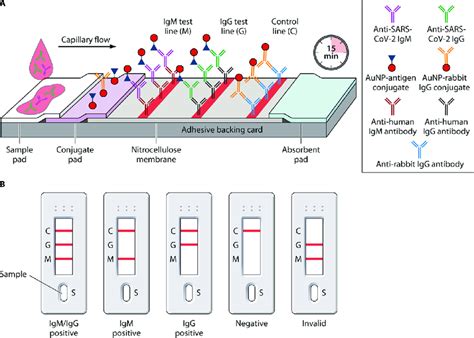 Serological Lateral Flow Immunoassays For The Detection Of