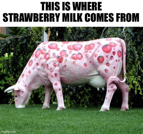 Strawberry Milk Imgflip