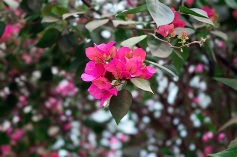 장미 백합 만개한 아름다운 꽃의 생동감 넘치는 배열은 계절의 풍부한 색상과 향기를 포착하여 자연의 아름다움에 대한 놀라운 찬사를 만듭니다 0명에 대한 스톡 사진 및 기타