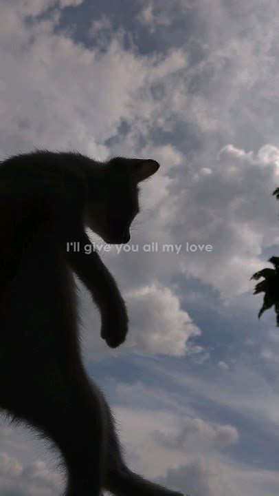 I Felt Something I Never Felt Ill Give U All My Love🙌 Subscribe Cutedolls Cat Youtube