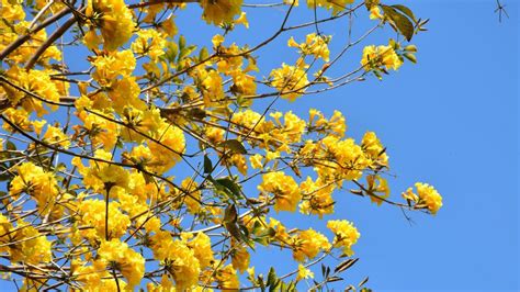 Tropical Tabebuia Trees And Their Uses A Complete Guide To Species Cultivation And Ornamental