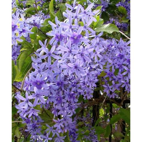 Jual Tanaman Bunga Patrea Volubilis Shopee Indonesia