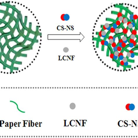Molecular Structure Of Cellulose Polymer Download Scientific Diagram