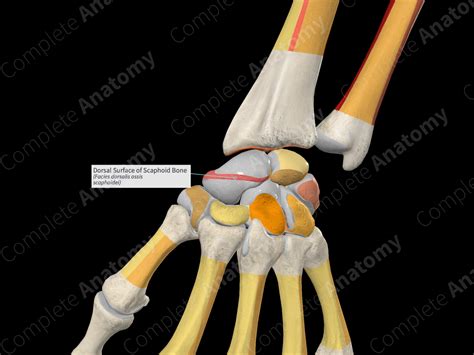 Dorsal Surface Of Scaphoid Bone Complete Anatomy