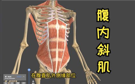 医维度解剖app腹内斜肌 医维度解剖app 医维度解剖app 哔哩哔哩视频