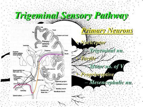 Ppt Nociceptive Pathway Powerpoint Presentation Free Download Id 248532
