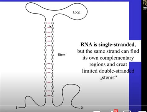 61 Structure And Function Of Individual Types Of Rna Karteikarten