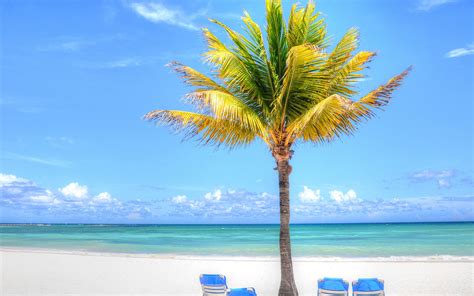 배경 화면 야자수 해변 바다 의상 열대 지방 1920x1200 그림 이미지