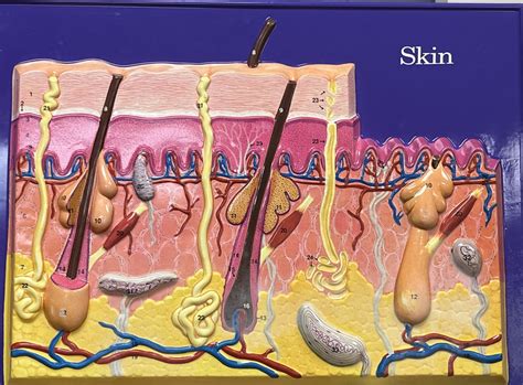 Integumentary System Diagram Quizlet