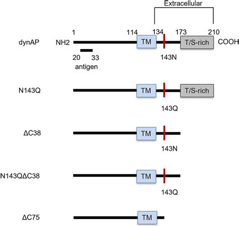 Gross Structure Of Human Dynap Structure Of Dynap Showing The