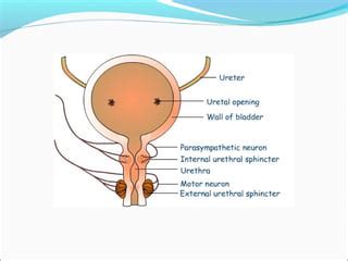 Counter Current Mechanism PPT
