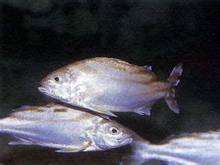 終身學習網路教材澎湖的潮間帶生物多樣性物種多樣性常見魚類