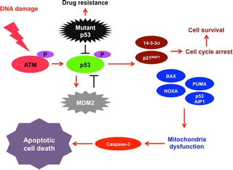 Impact Of Runx2 On Drug Resistant Human Pancreatic Cancer Cells With