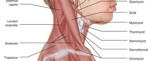 Cervical Region Muscles