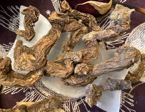 Fleece Flower Root Sex Longevity Energy Binding Sealing Intent Strength Fertility All